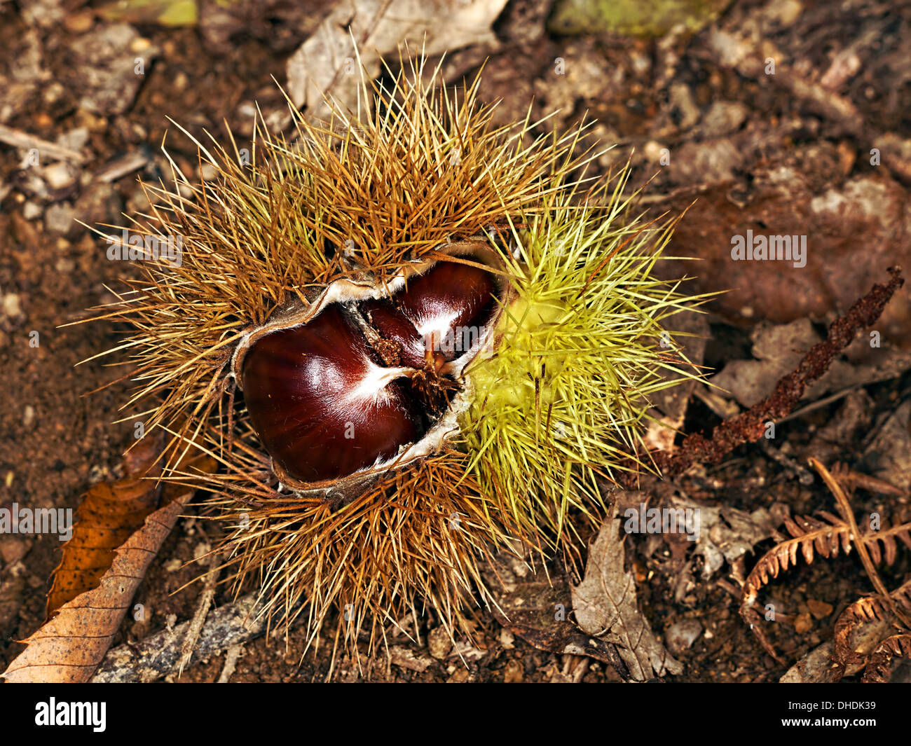 Sweet chestnut with casing Stock Photo - Alamy