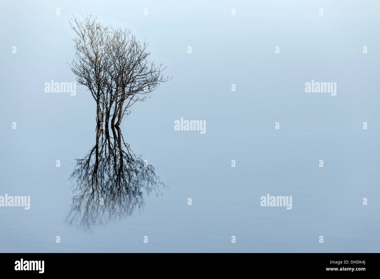 A sunken tree and it's reflection on a calm still lake Stock Photo - Alamy
