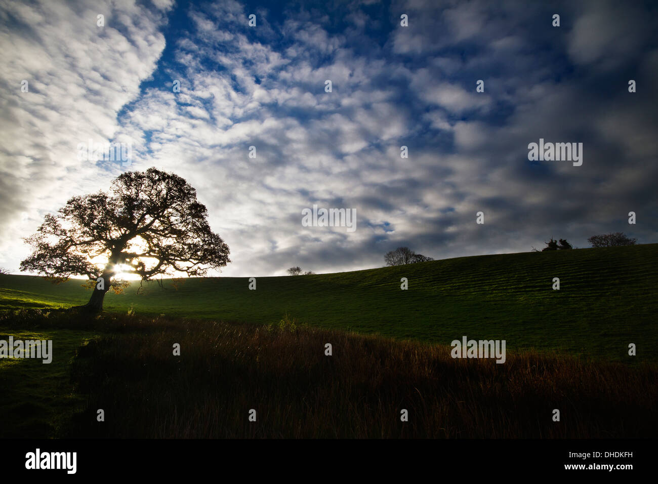 Oak tree field hi-res stock photography and images - Alamy