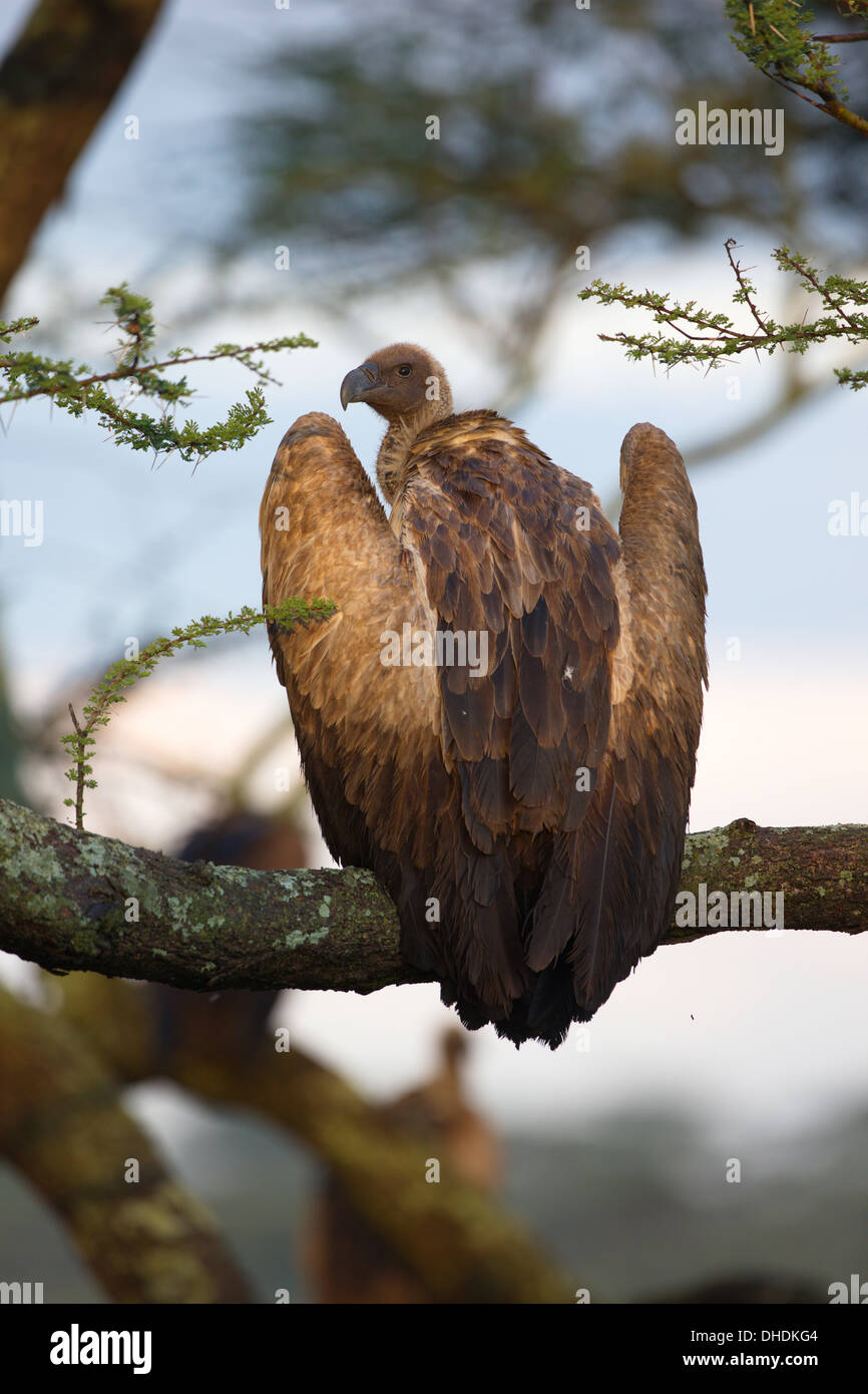 Ndutu tanzania tanzanian hi-res stock photography and images - Alamy