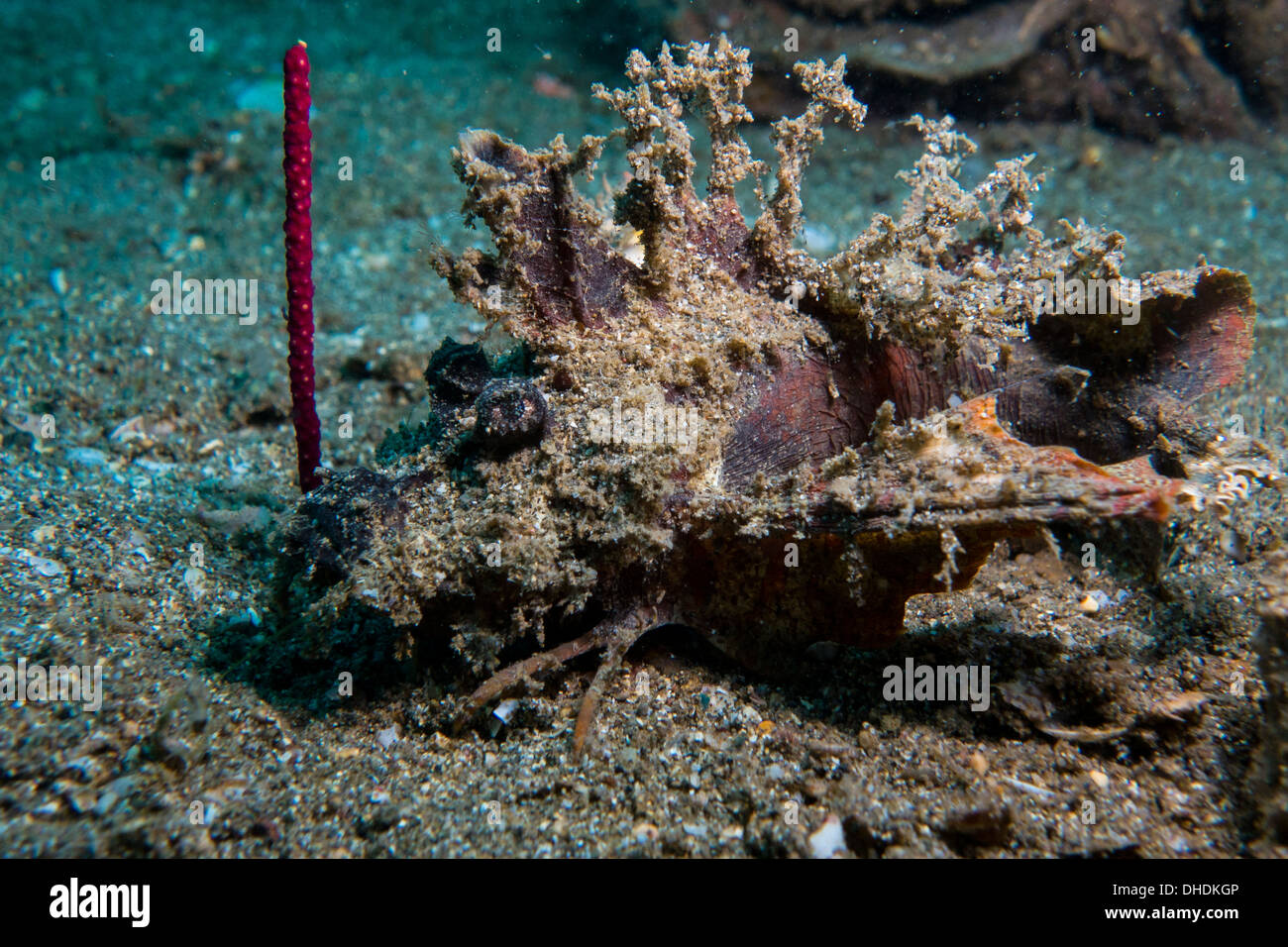 underwater, komodo, indonesia, sea, ocean, scuba, diving, muck diving ...