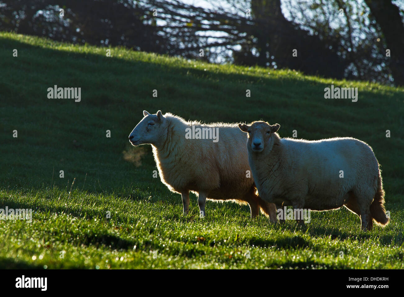 Steep field hi-res stock photography and images - Alamy