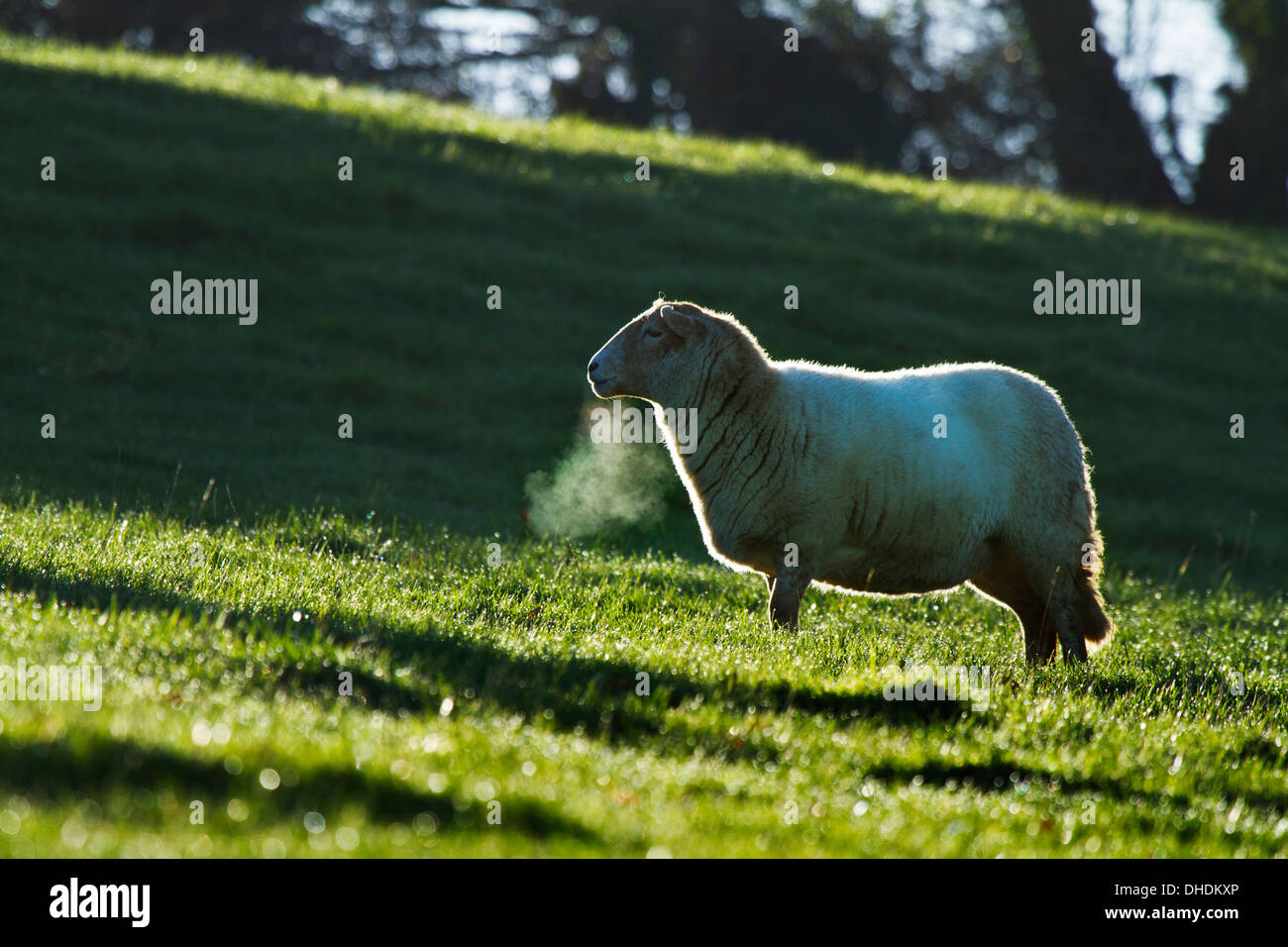 Steep field hi-res stock photography and images - Alamy