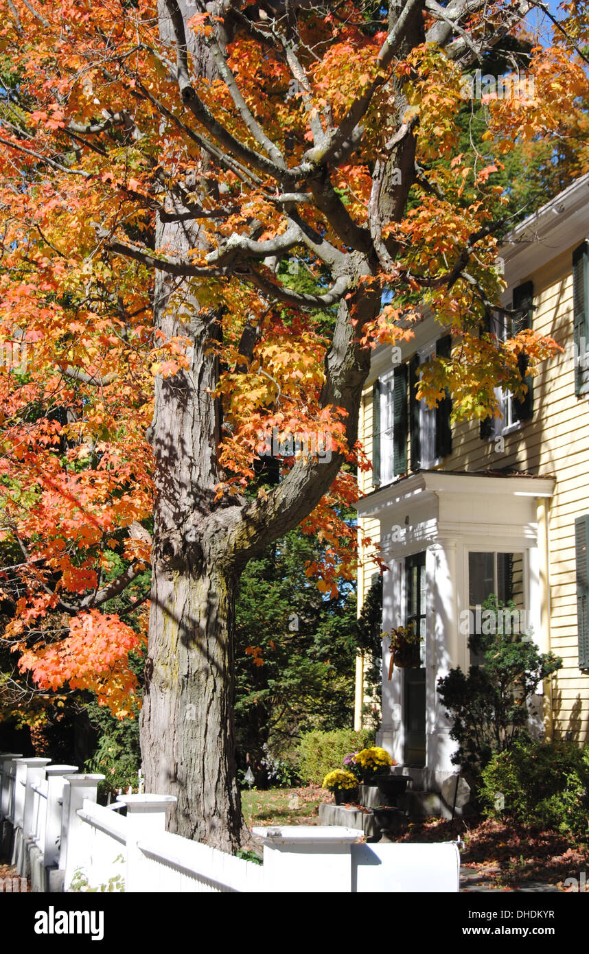 Yellow clapboard historic house with beautiful maple tree in bright ...