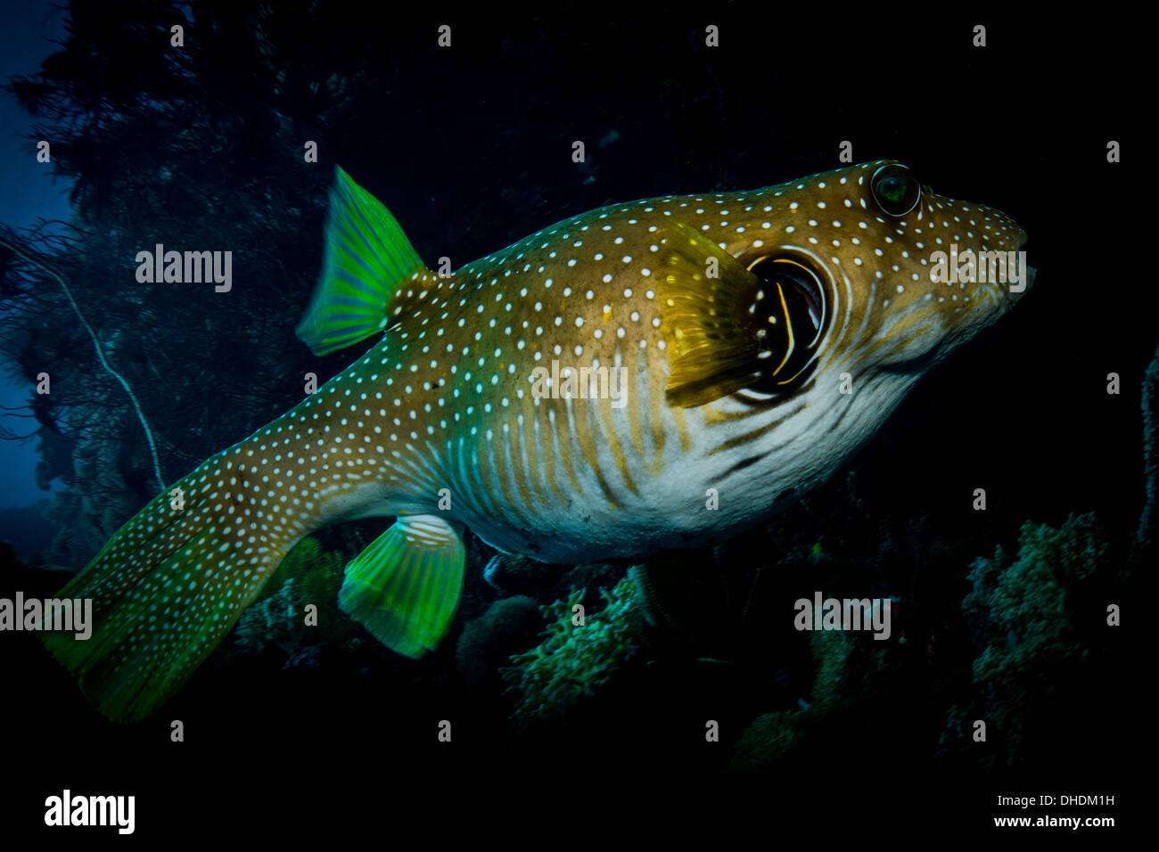 underwater, komodo, indonesia, sea, ocean, scuba, diving, marine life ...