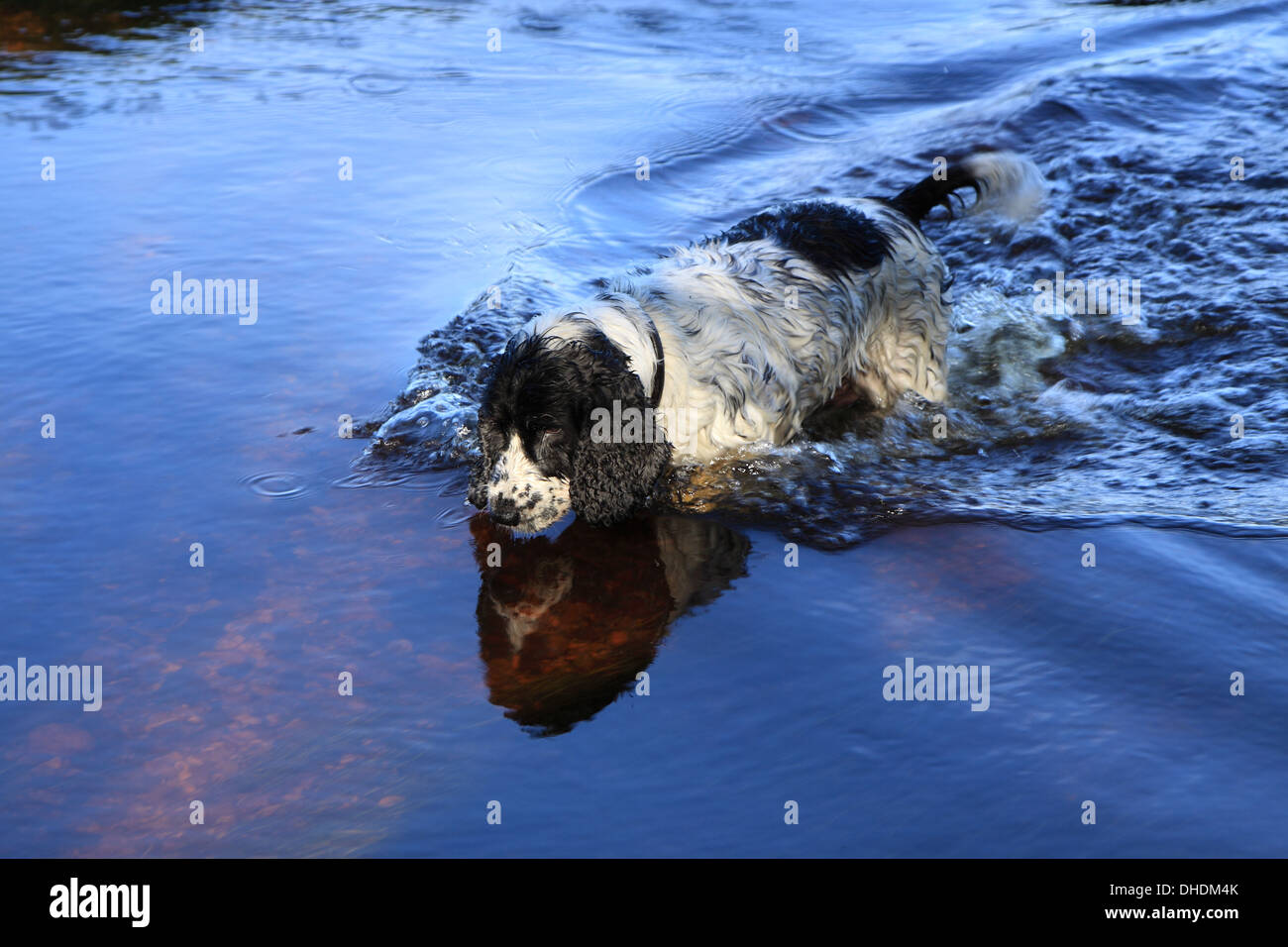 Dog paddling in deep water. Bow wave ripples in sharp focus Stock Photo ...