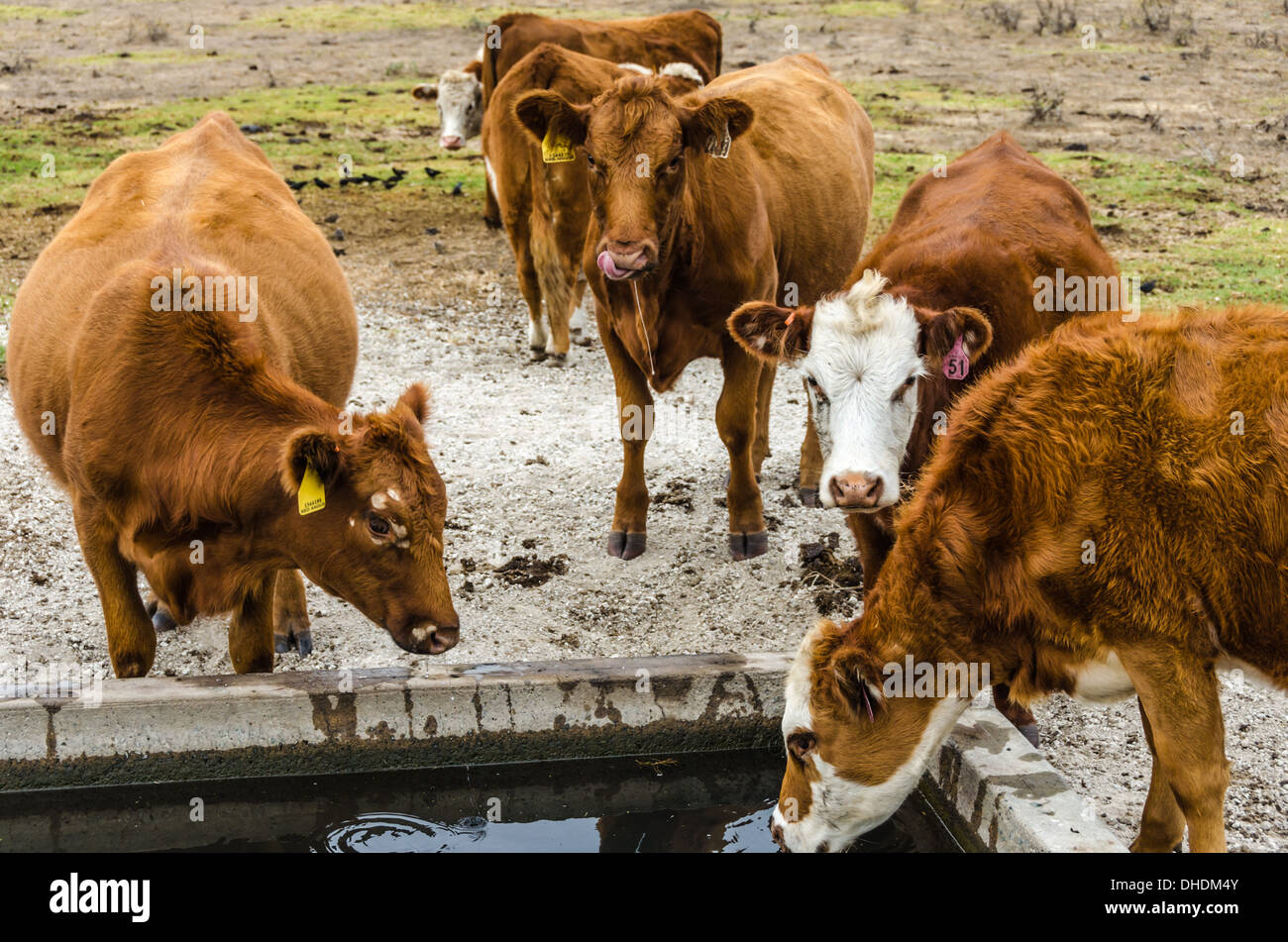 Cows Drinking At A Water Trough High Resolution Stock Photography and ...