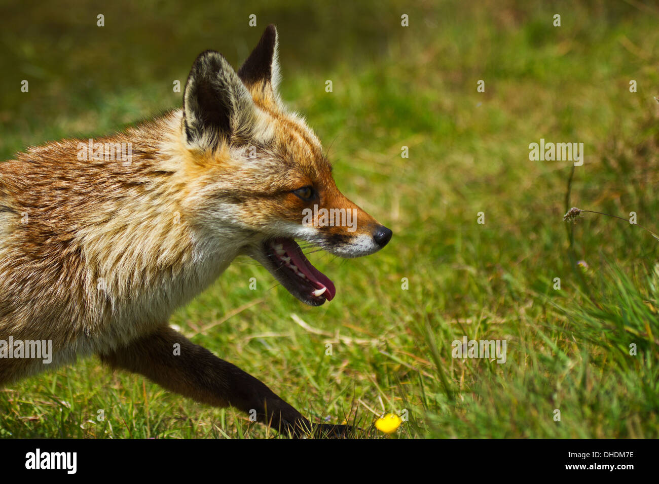 fox (vulpus vulpus) walking Stock Photo - Alamy