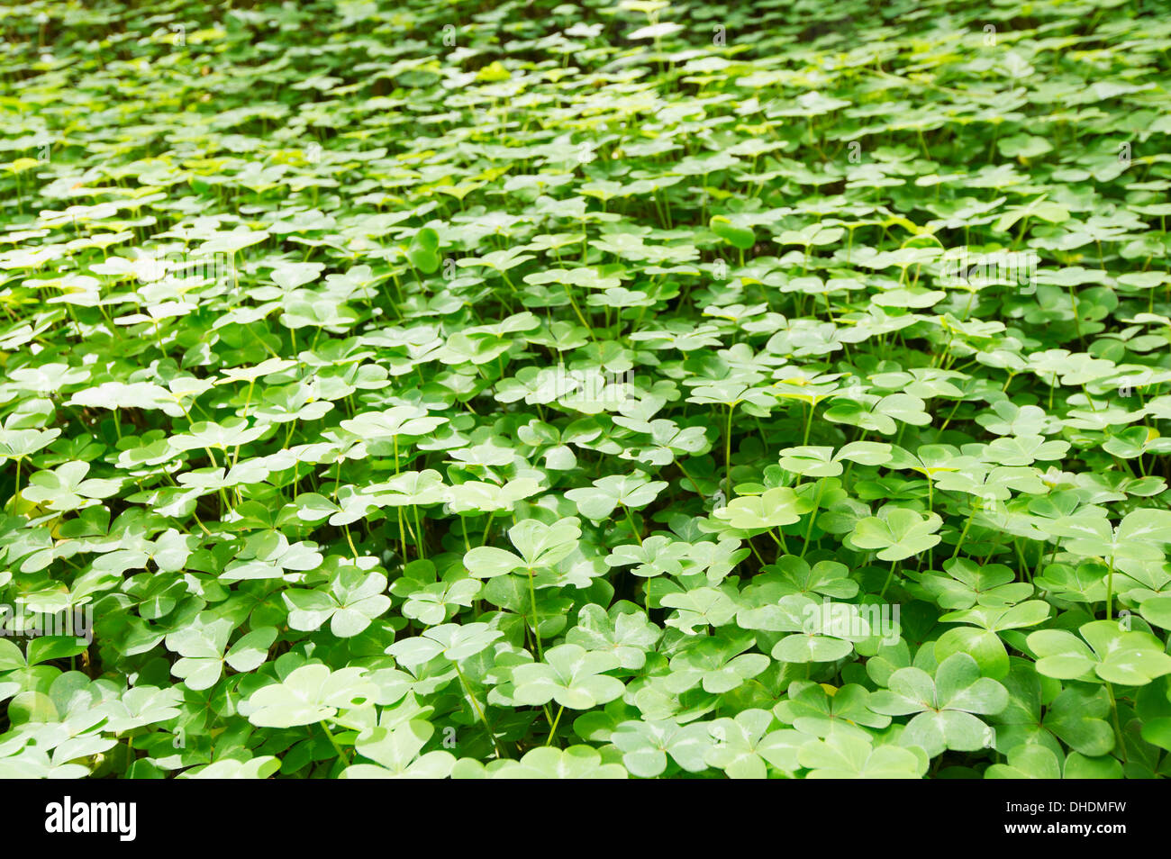 A Field Of Shamrock Clovers; California, United States Of America Stock ...