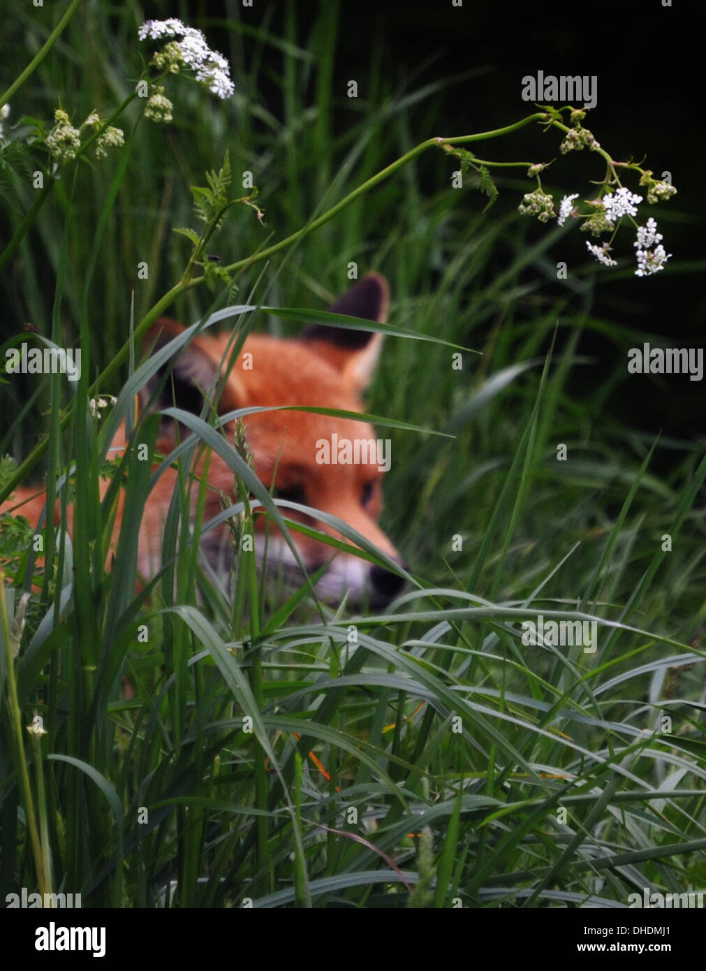 Fox emerging from grass Stock Photo - Alamy