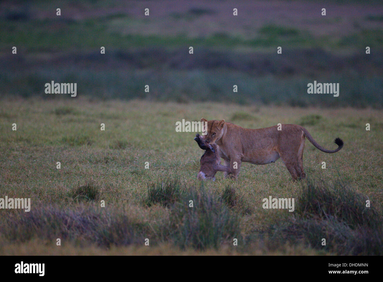 Tanzania ndutu africa wildebeest hi-res stock photography and images ...