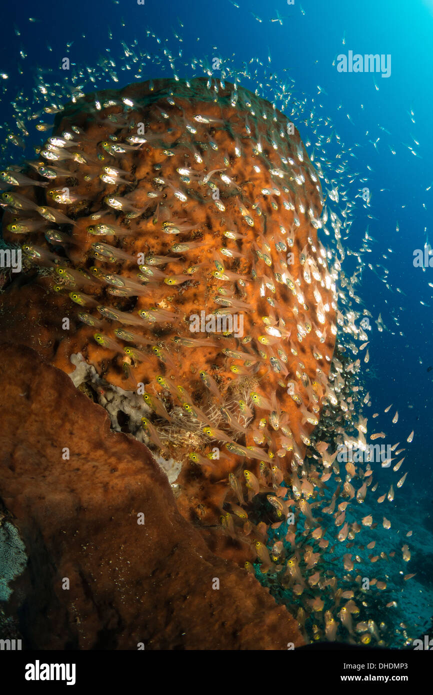 underwater, indonesia, komodo, sea, ocean, scuba, diving, marine life ...