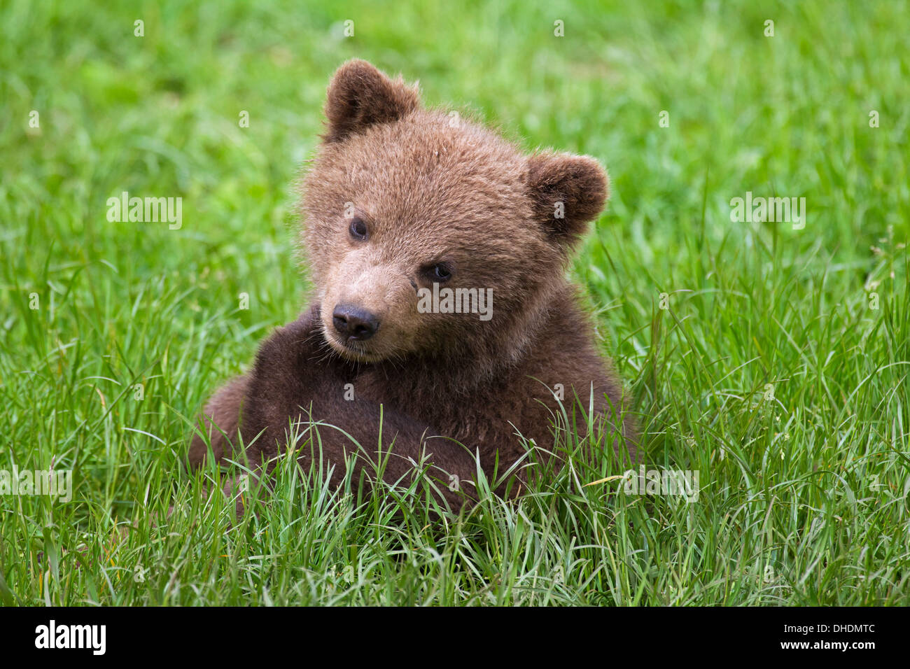 Cute Baby Brown Bears