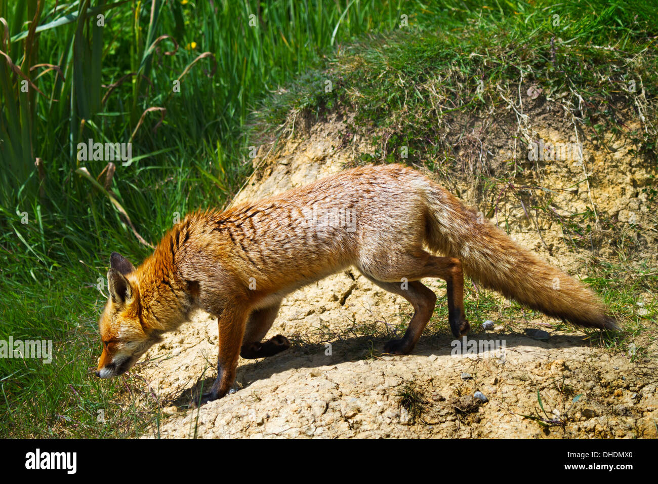 fox (vulpus vulpus Stock Photo - Alamy