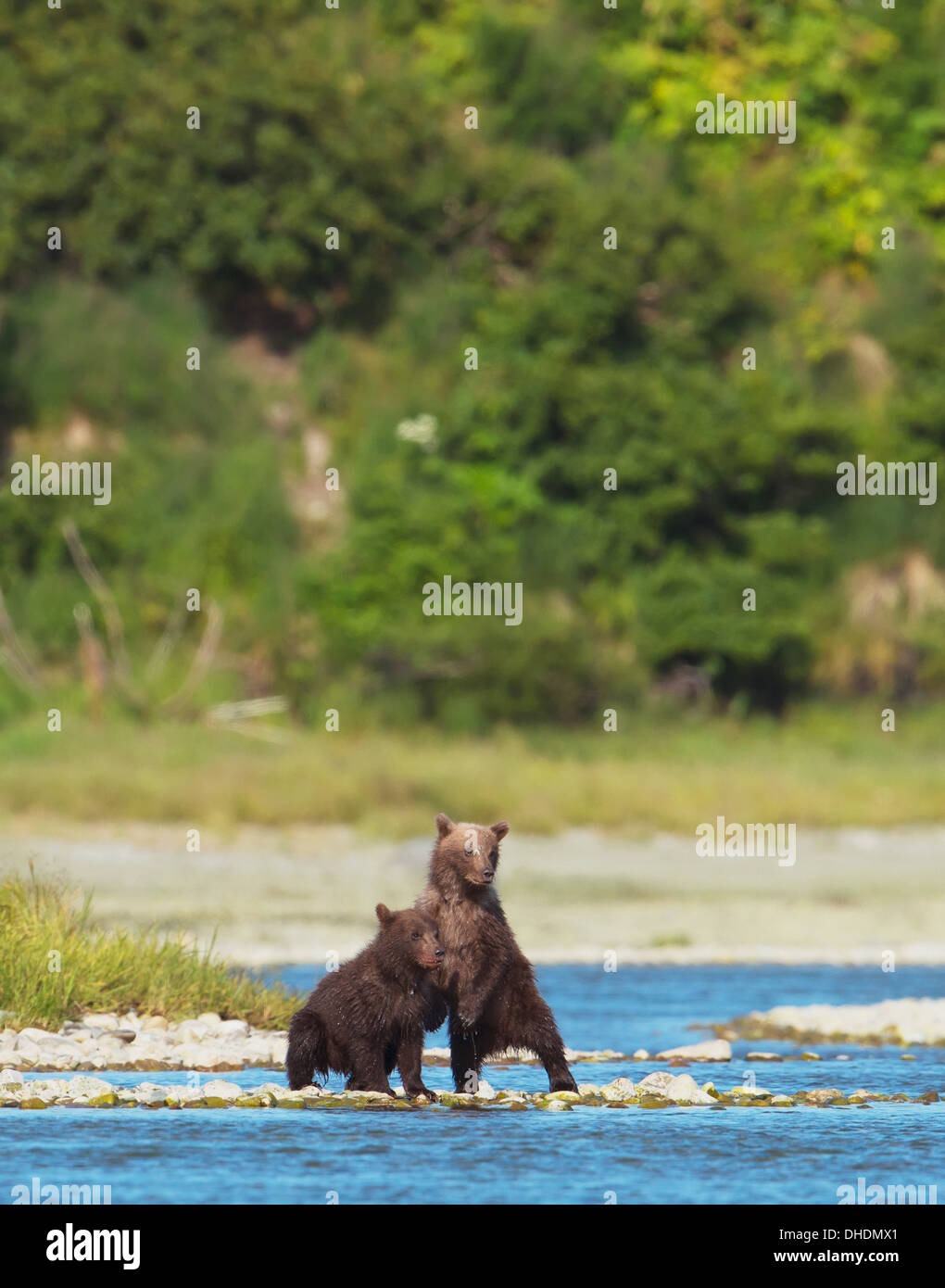 Brown Bear Cubs Fishing In Mikfik Creek, Mcneil River State Game ...