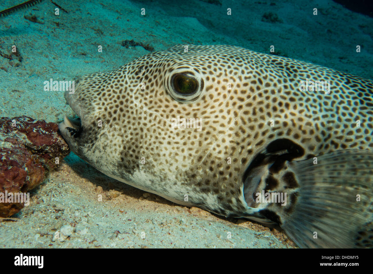 underwater, komodo, indonesia, sea, ocean, scuba, diving, marine life ...