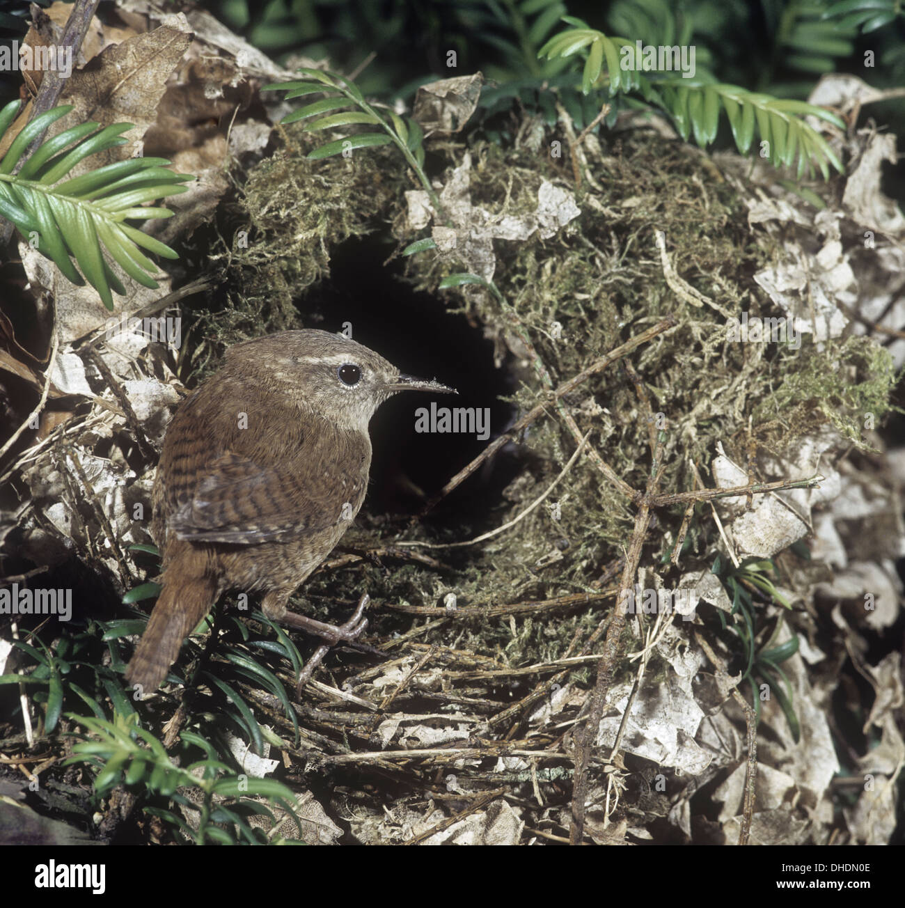 Adult wren at nest hi-res stock photography and images - Alamy