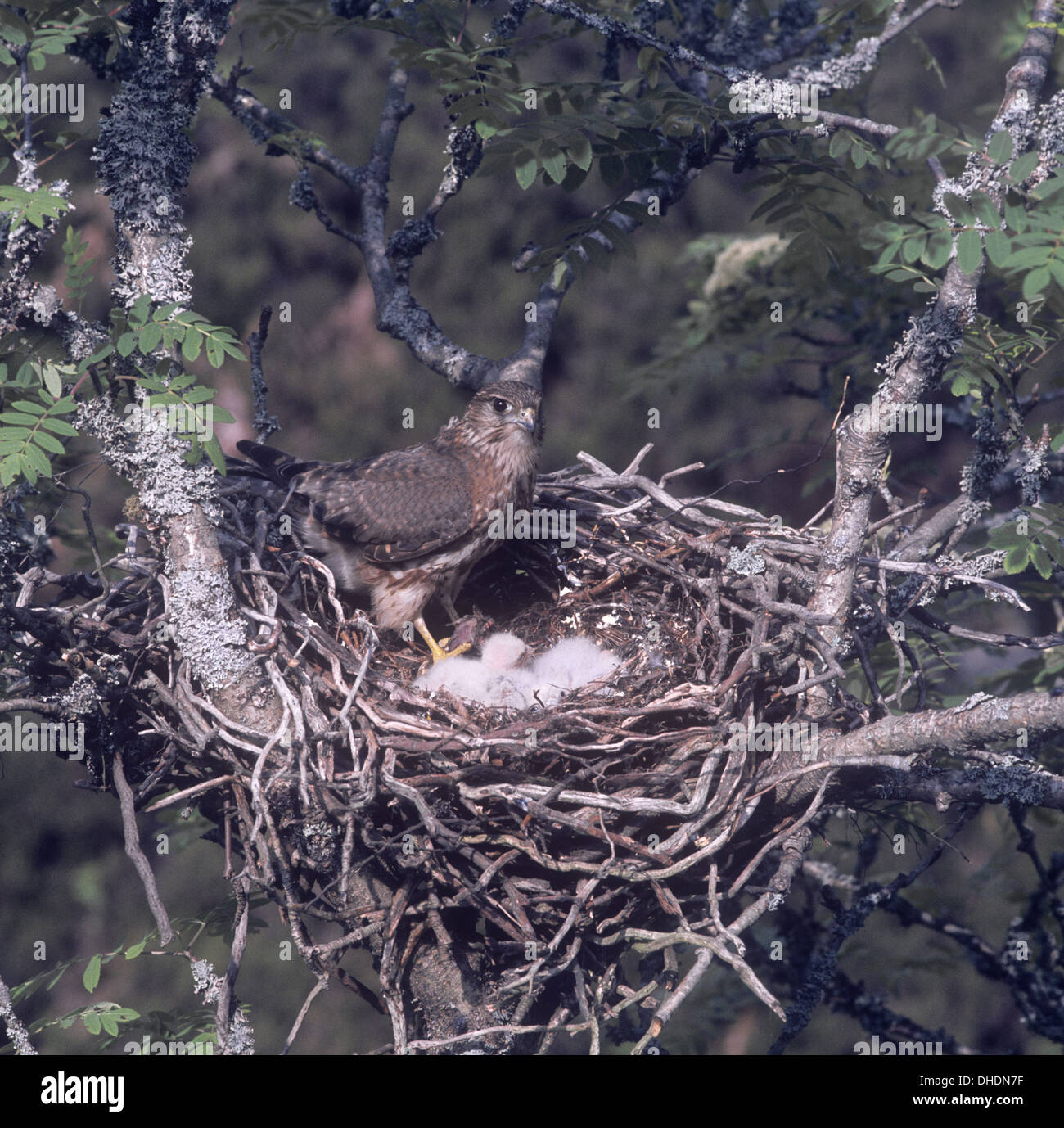 Merlin Falco columbarius - at nest Stock Photo - Alamy