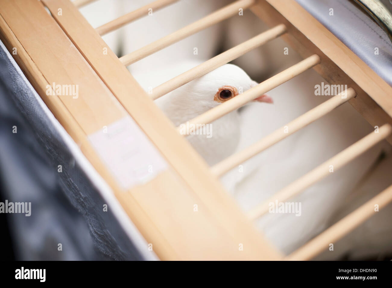 Three wooden bird boxes hi-res stock photography and images - Alamy