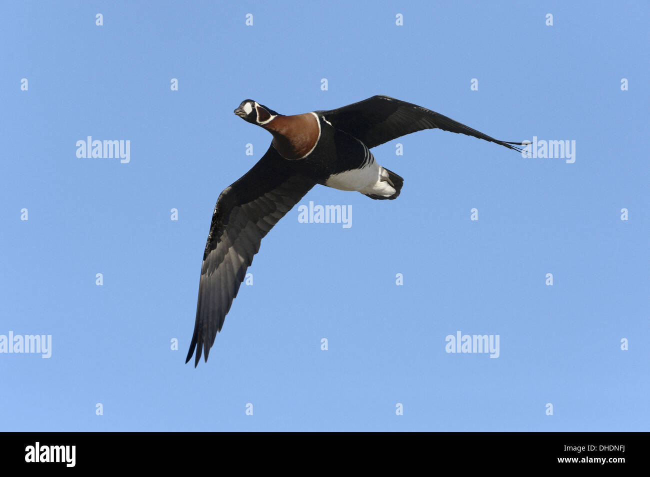 Red-breasted Goose - Branta ruficollis - in flight Stock Photo - Alamy