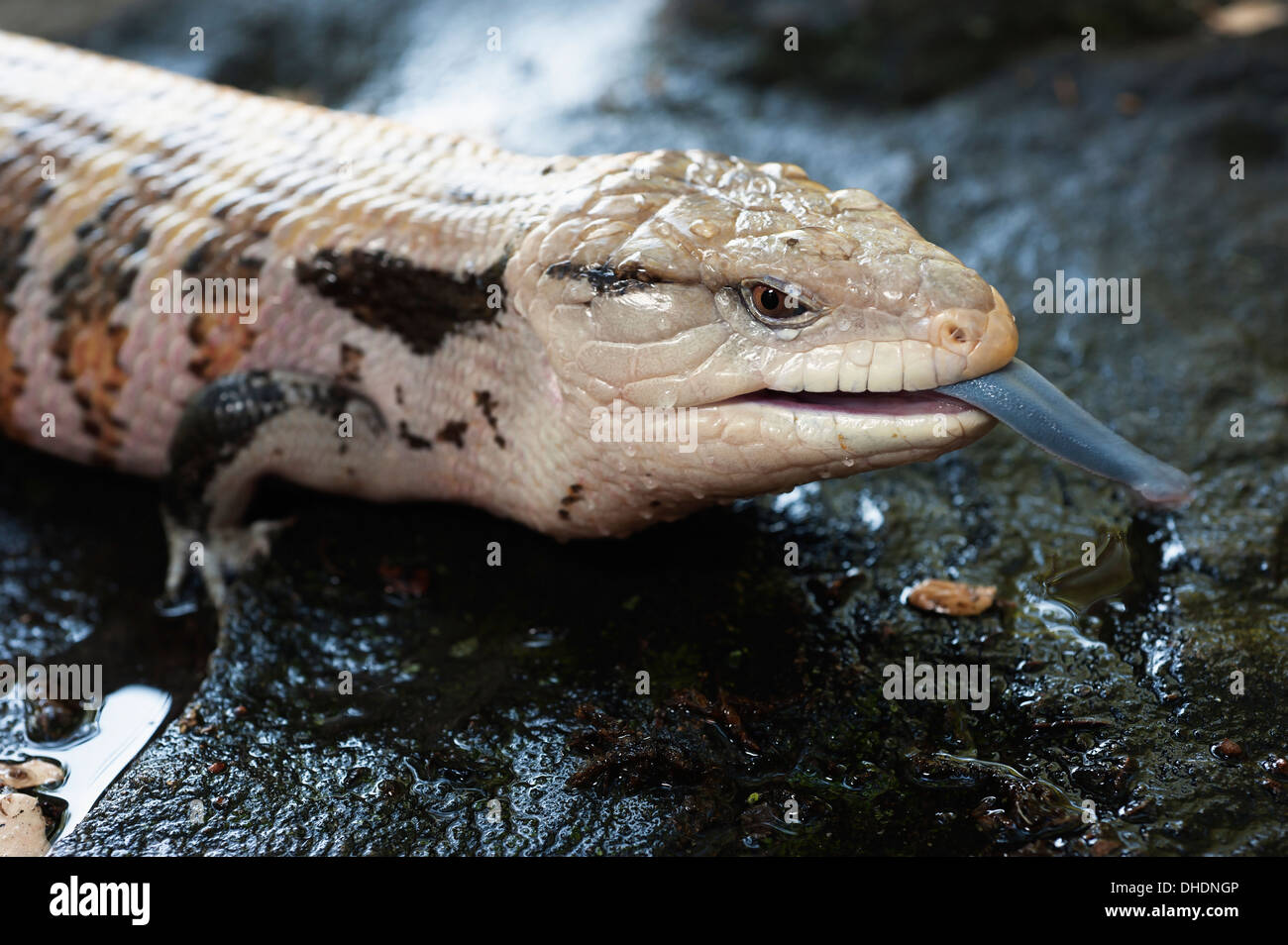 Blue-Tongued Skink (Tiliqua Scincoides); California, United States Of ...