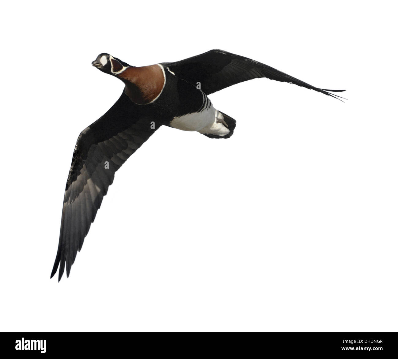 Red-breasted Goose - Branta ruficollis - in flight Stock Photo - Alamy