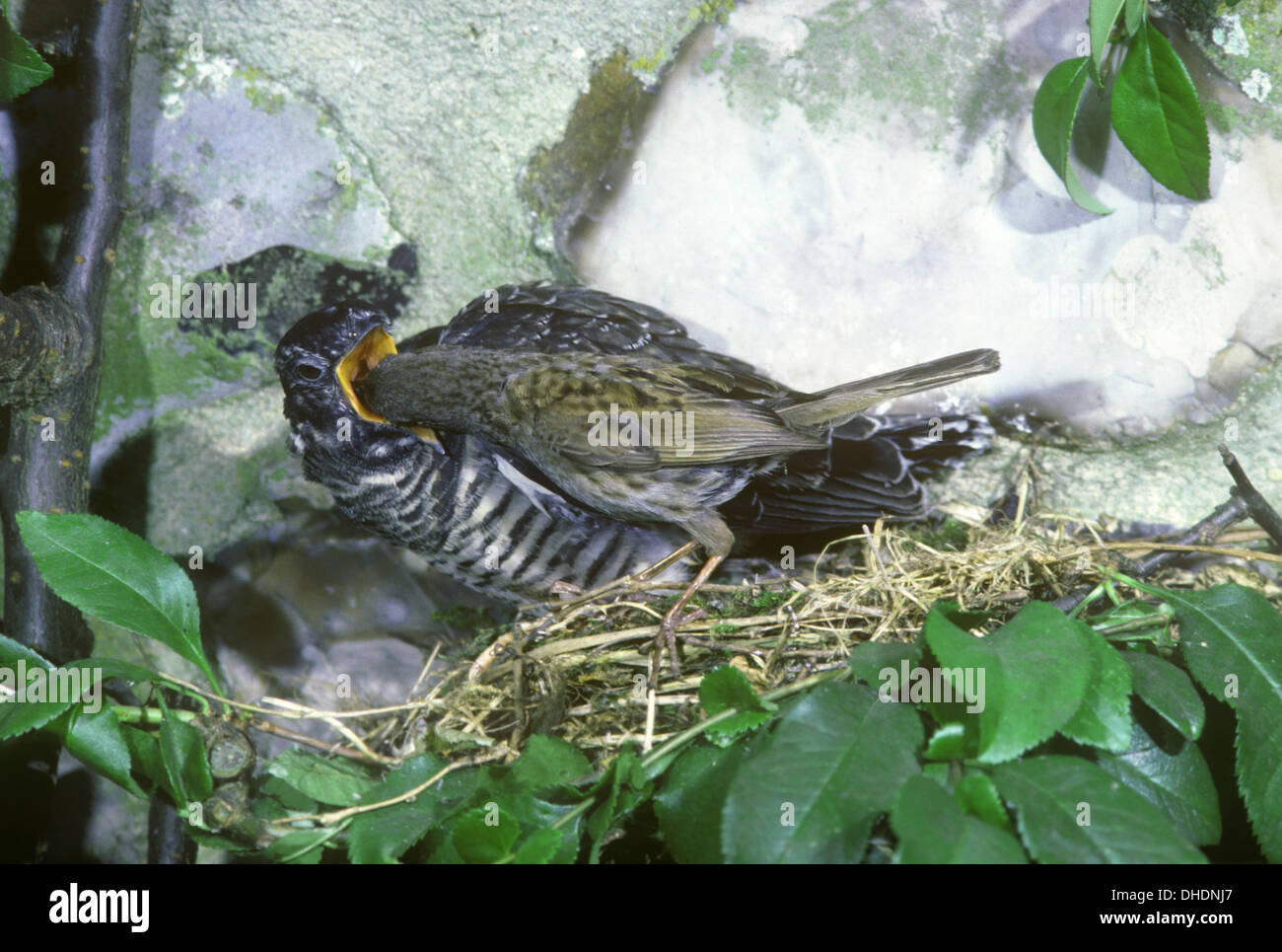 Cuckoo Cuculus canorus - Young being fed by Dunnock Stock Photo - Alamy