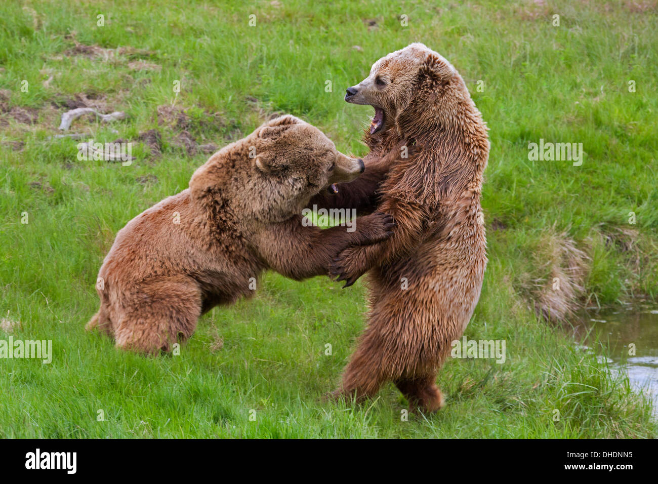 Eurasian Brown Bear Vs Grizzly Bear Framed Print Of Eurasian Brown