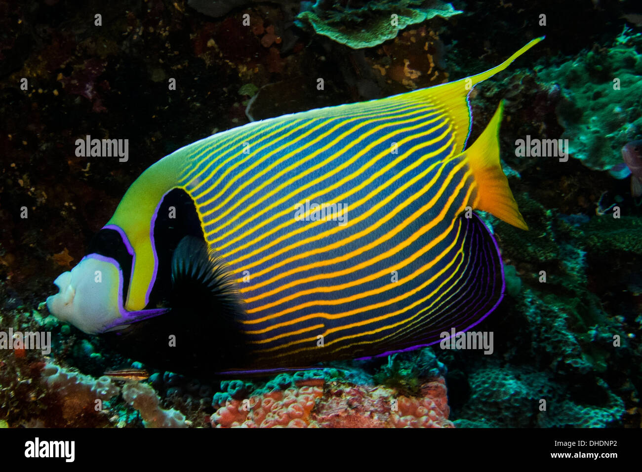 underwater, komodo, indonesia, sea, ocean, scuba, diving, marine life ...