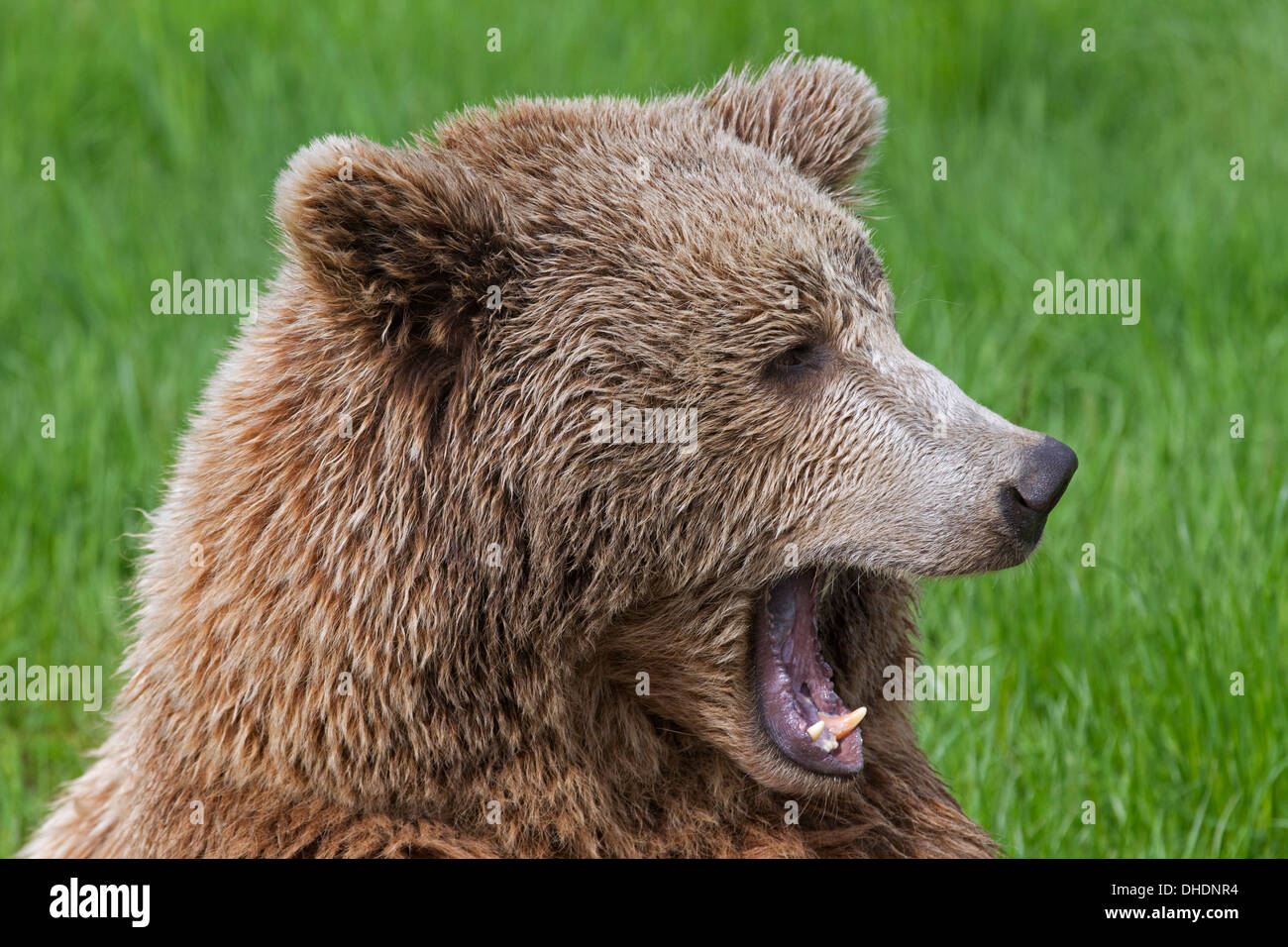 Brown bear yawning hi-res stock photography and images - Alamy