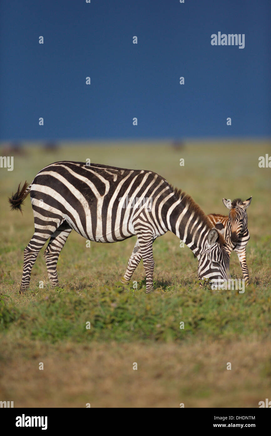 Mother (female) and baby zebra grazing on the Serengeti Plains ...