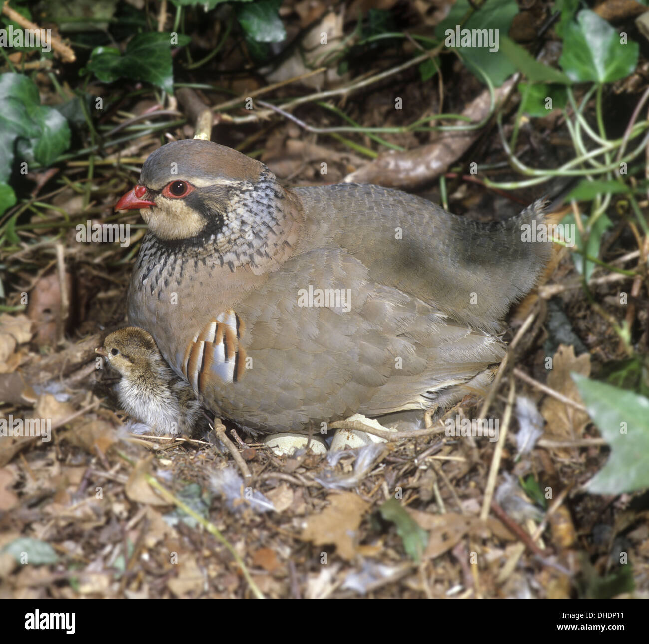 Nesting partridge hi-res stock photography and images - Alamy
