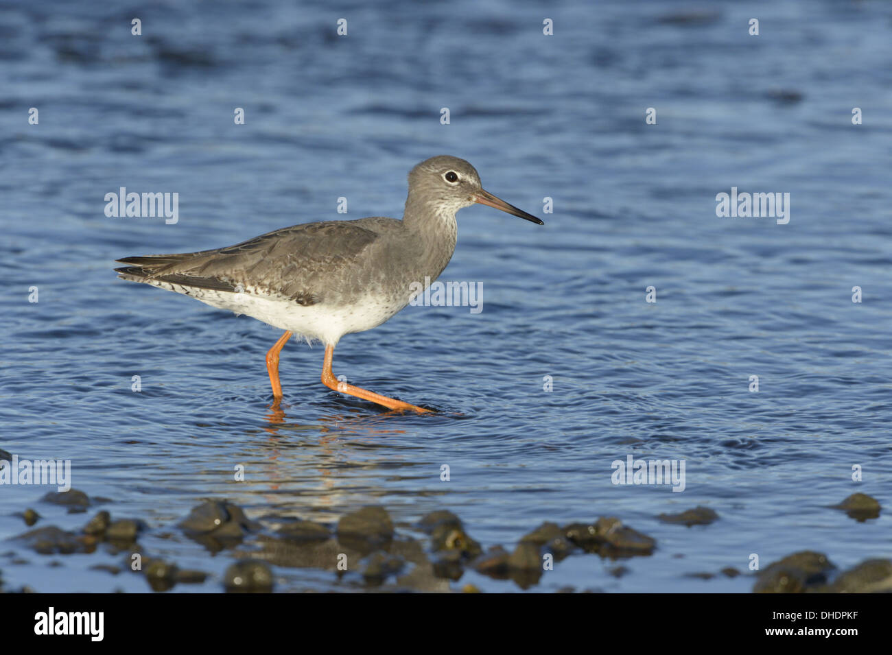 Redshank winter hi-res stock photography and images - Alamy