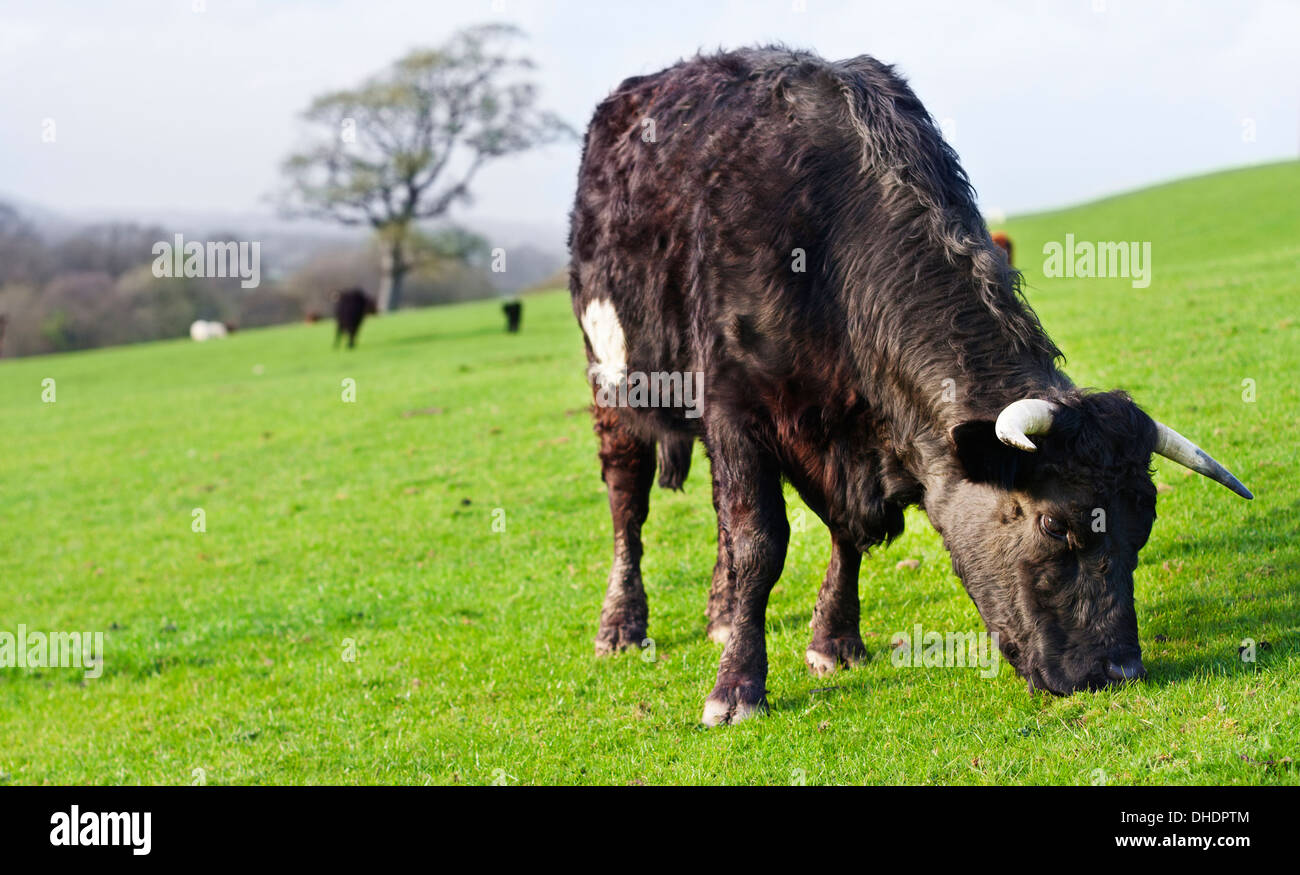 Cattle bovine farming hi-res stock photography and images - Alamy
