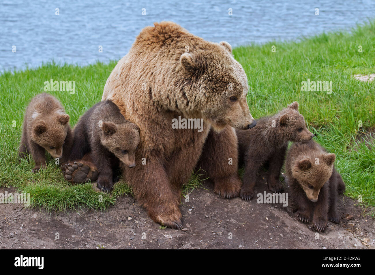 Mother brown bear and cubs hi-res stock photography and images - Alamy