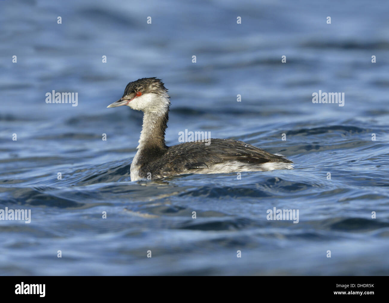 Slavonian grebe hi-res stock photography and images - Alamy