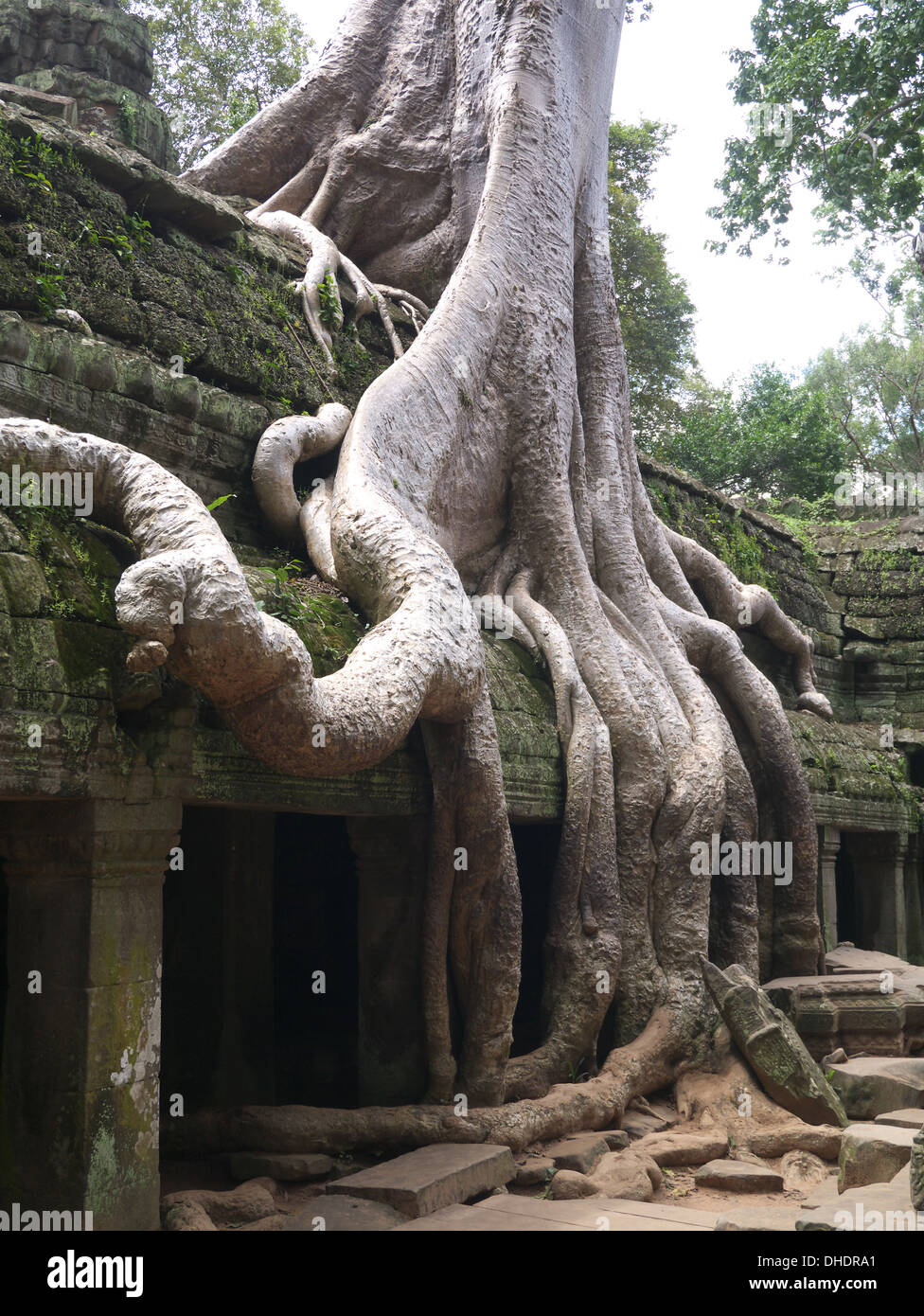 Cambodia Ta Prohm temple Banyon tree roots overtaking the temple ...