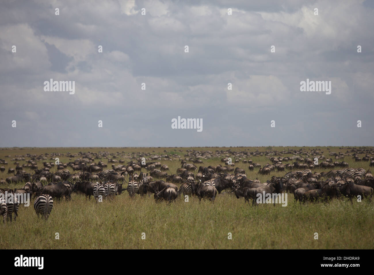 Wildebeest grazing on serengeti plains hi-res stock photography and ...