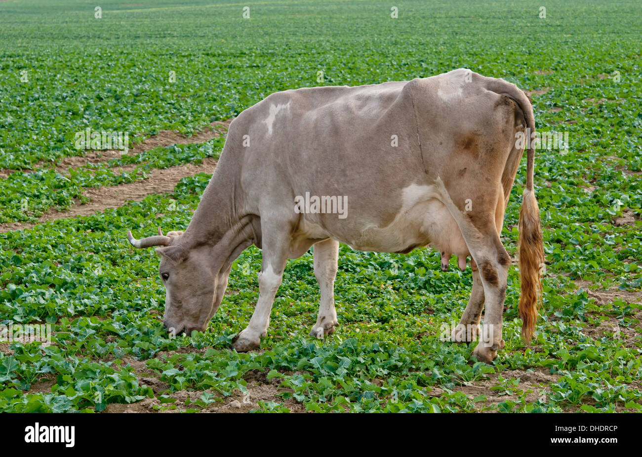 cow in grass field Stock Photo - Alamy