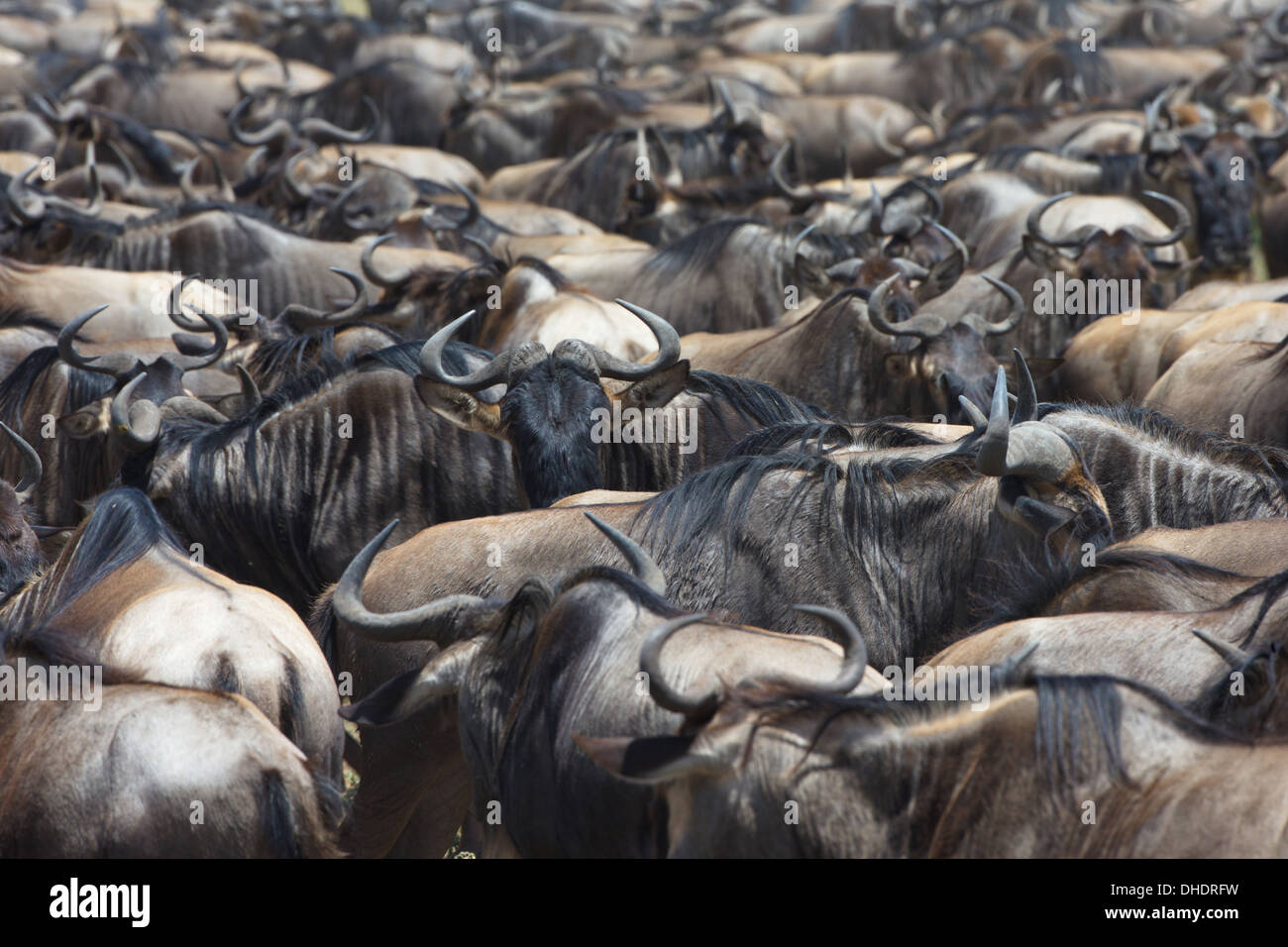 Wildebeest grazing on the Serengeti plains. Tanzania, Africa. Also ...