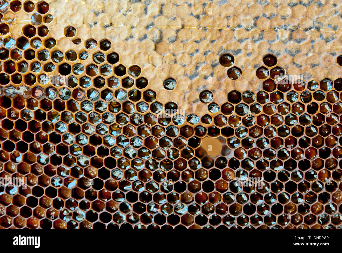 Yellow honeycomb full of honey Stock Photo - Alamy