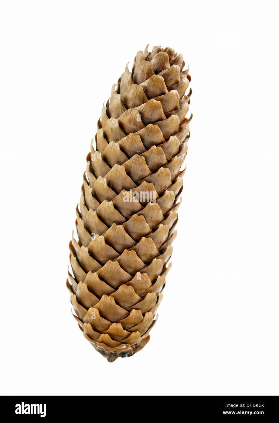 Pine cone hi-res stock photography and images - Alamy