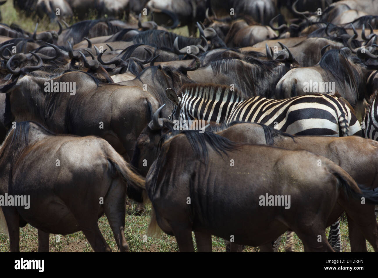 Wildebeest grazing on serengeti plains hi-res stock photography and ...