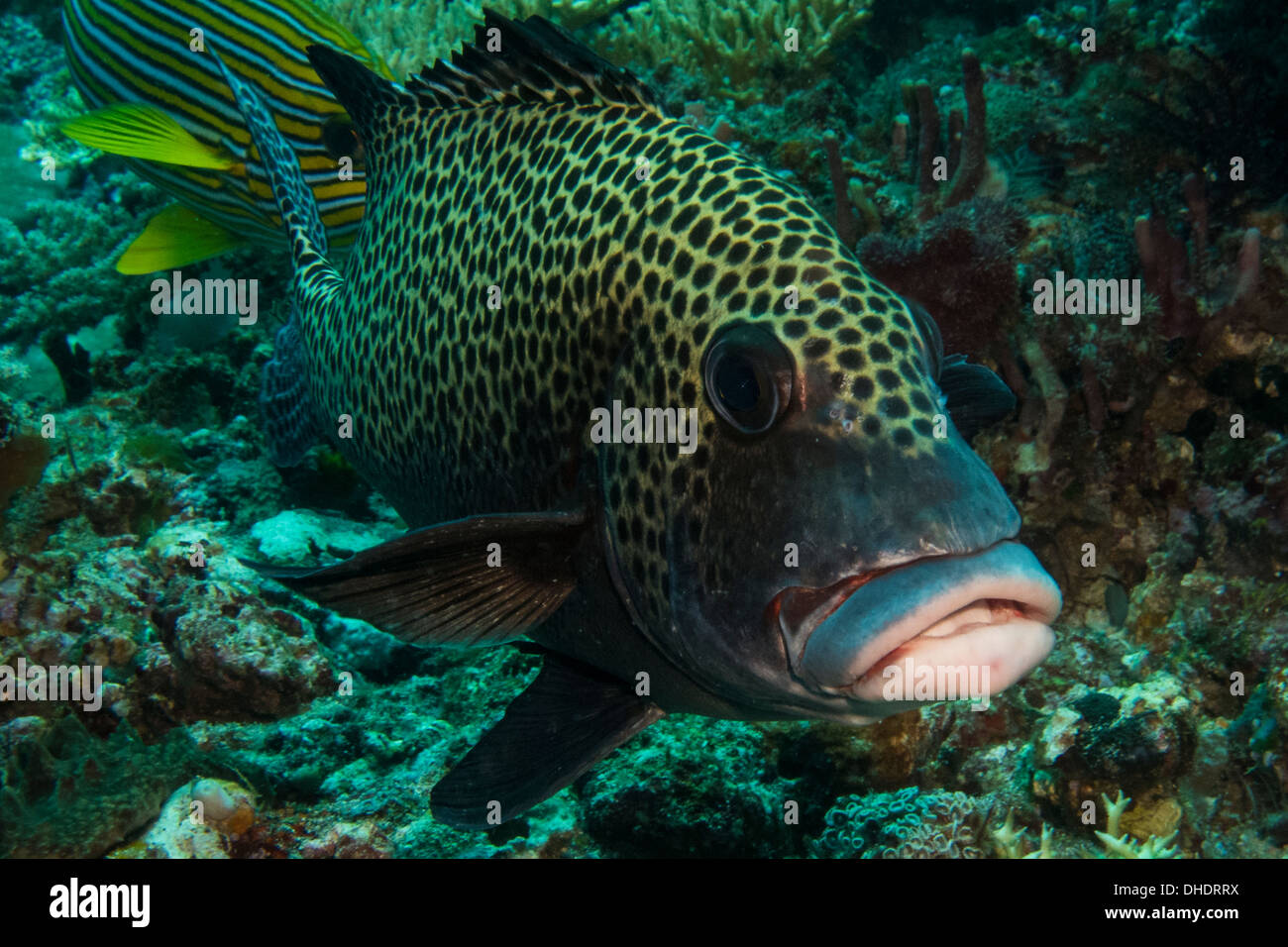 underwater, komodo, indonesia, marine life, sea life, ocean, sea, scuba ...