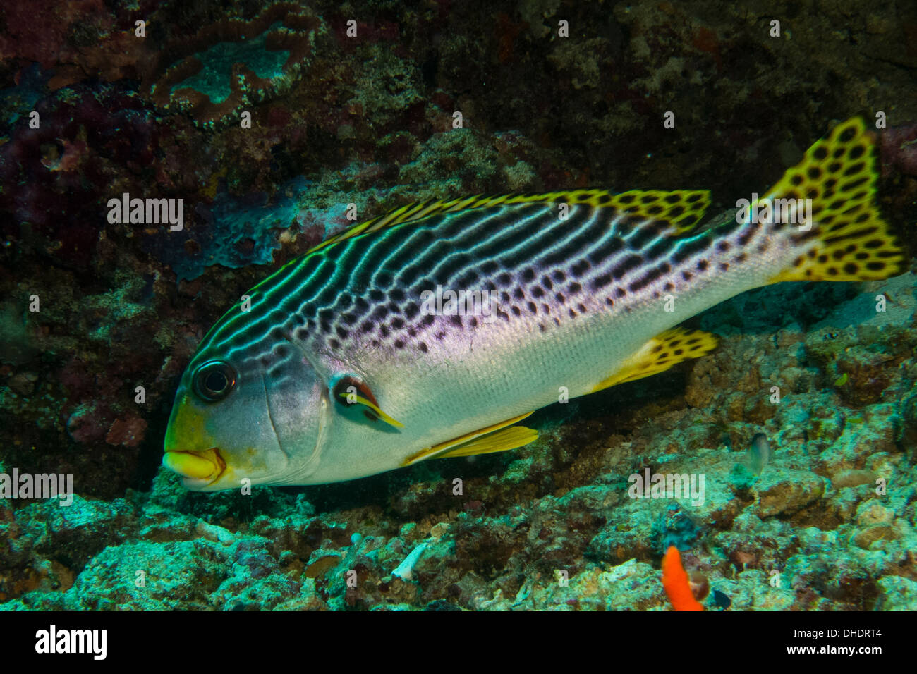 underwater, komodo, indonesia, marine life, sea life, ocean, sea, scuba ...