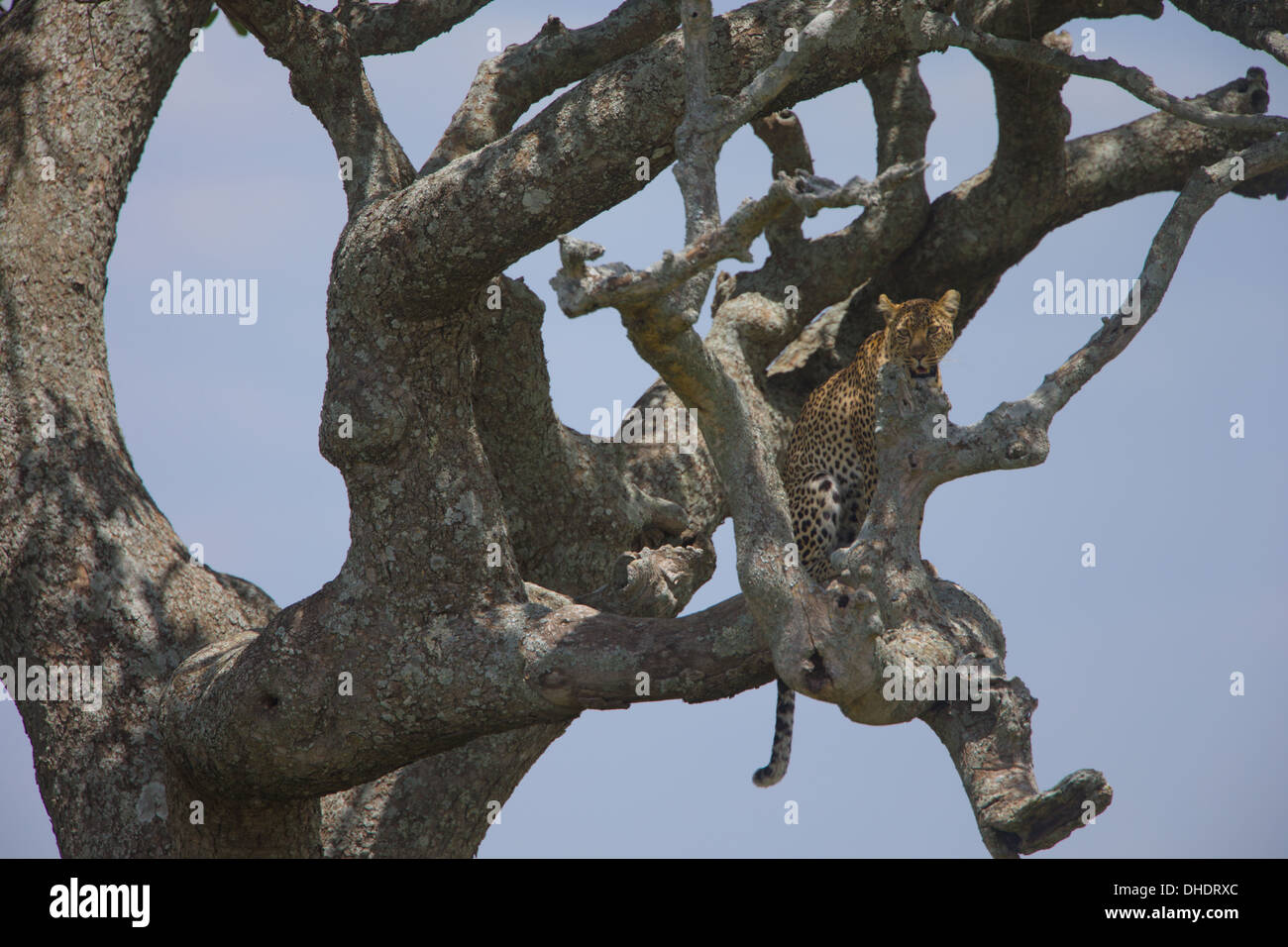 A leopard (Panthera pardus) sitting in a tree scaning the horizon for ...