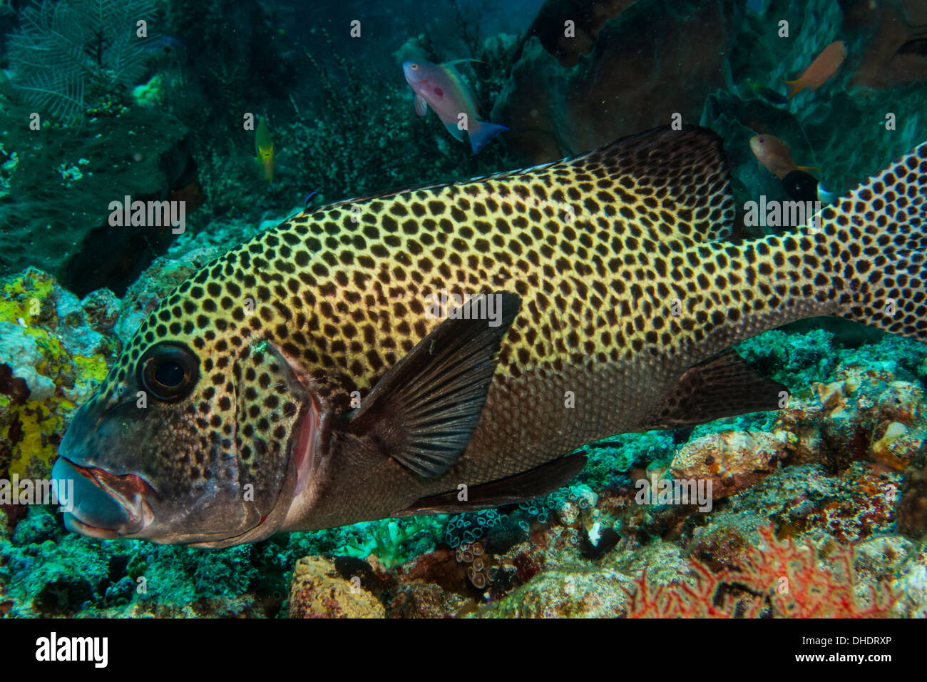 underwater, komodo, indonesia, marine life, sea life, ocean, sea, scuba ...