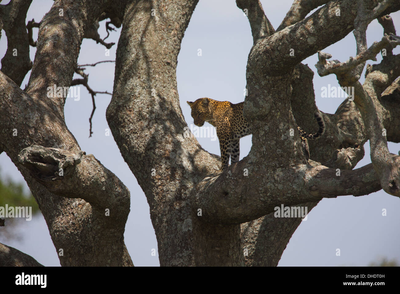 A leopard (Panthera pardus) sitting in a tree scaning the horizon for ...
