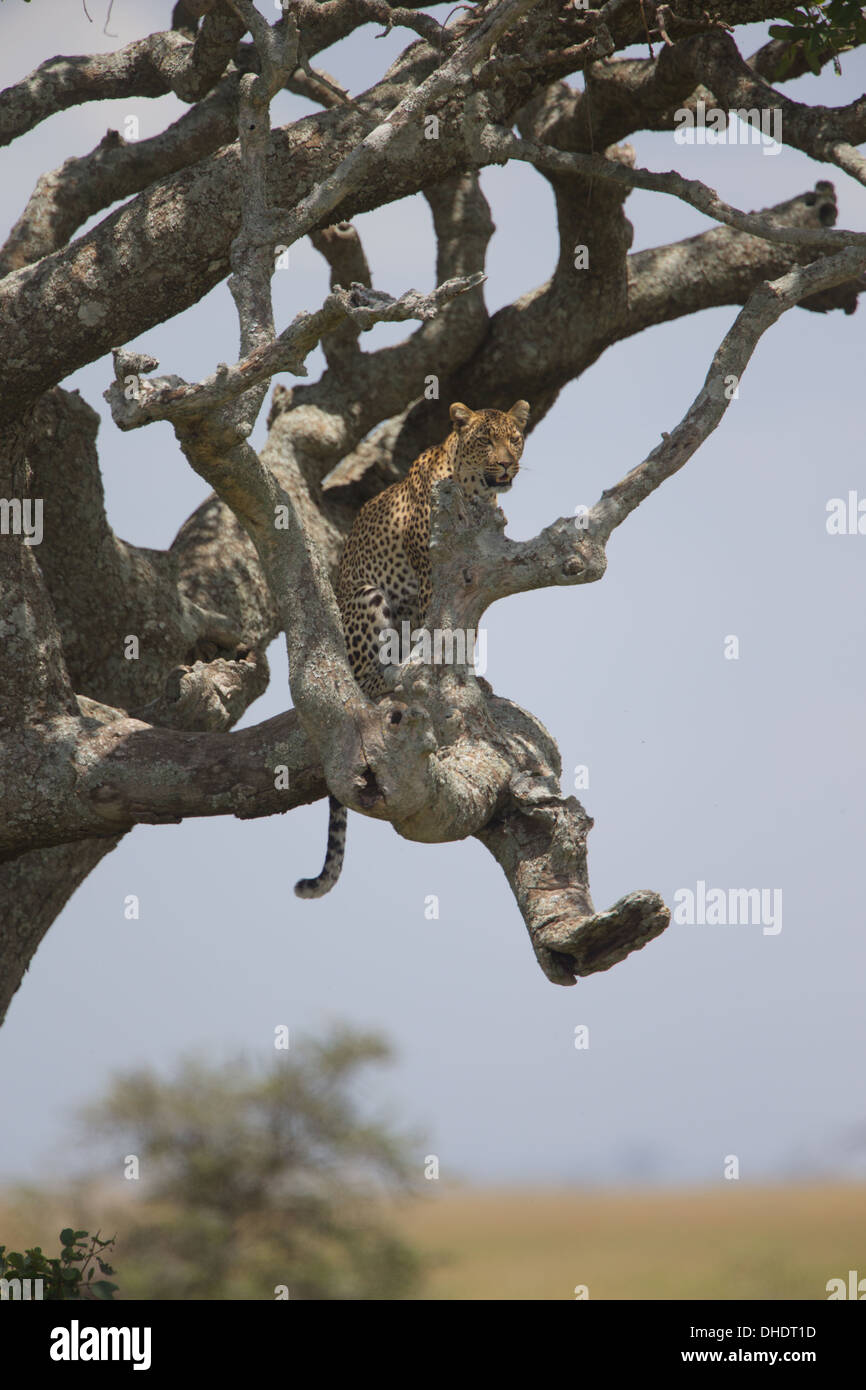 A leopard (Panthera pardus) sitting in a tree scaning the horizon for ...