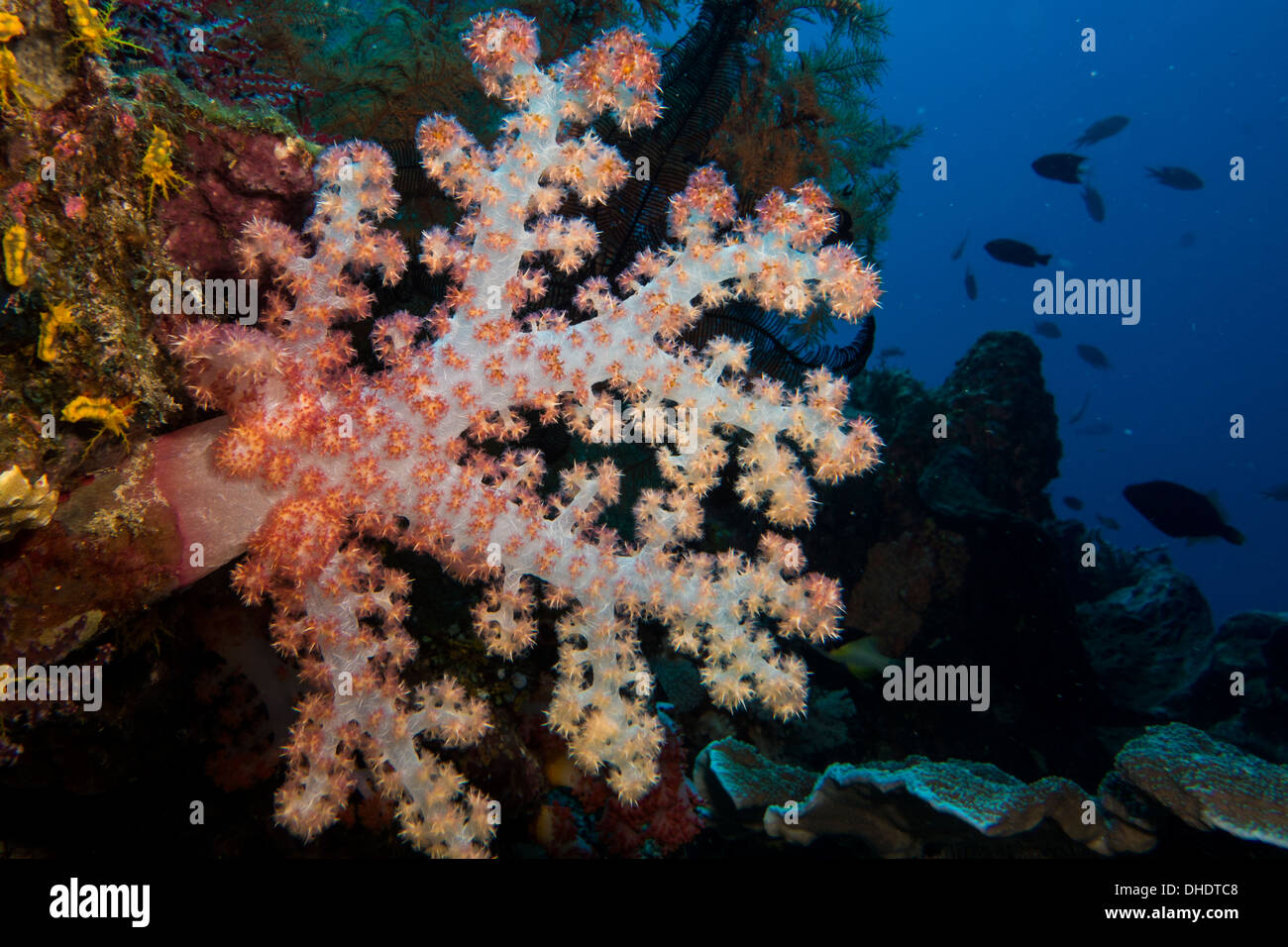 underwater, indonesia, komodo, sea, ocean, scuba, diving, marine life ...
